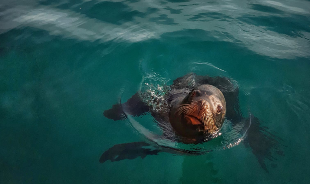 La grandiosa foto de un lobo de mar que “posó” para un fotógrafo ...