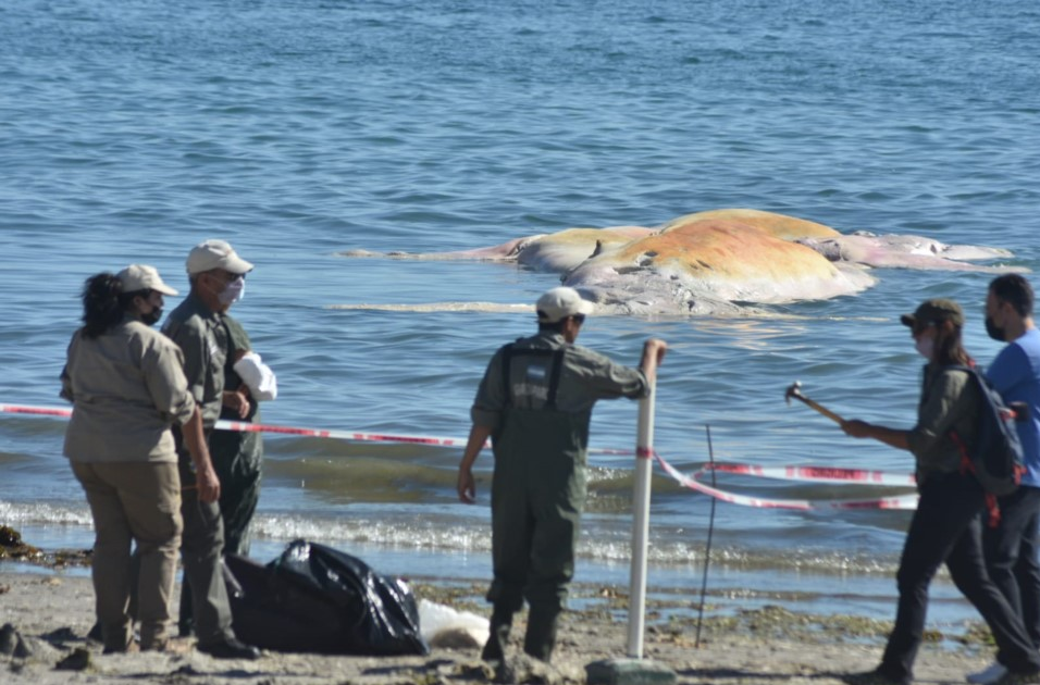 Aparece otra ballena muerta en las costas de Chubut | El Comodorense