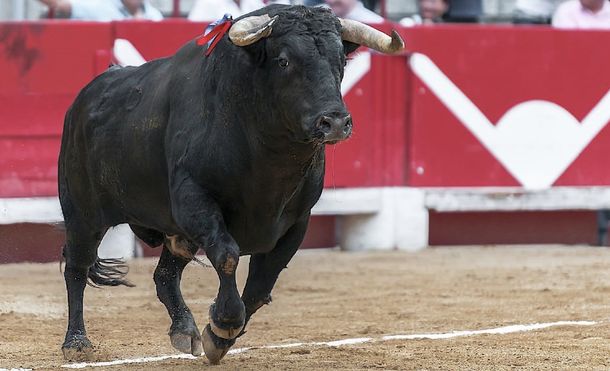 Creyó que el toro estaba muerto, quiso carnearlo y falleció por una ...