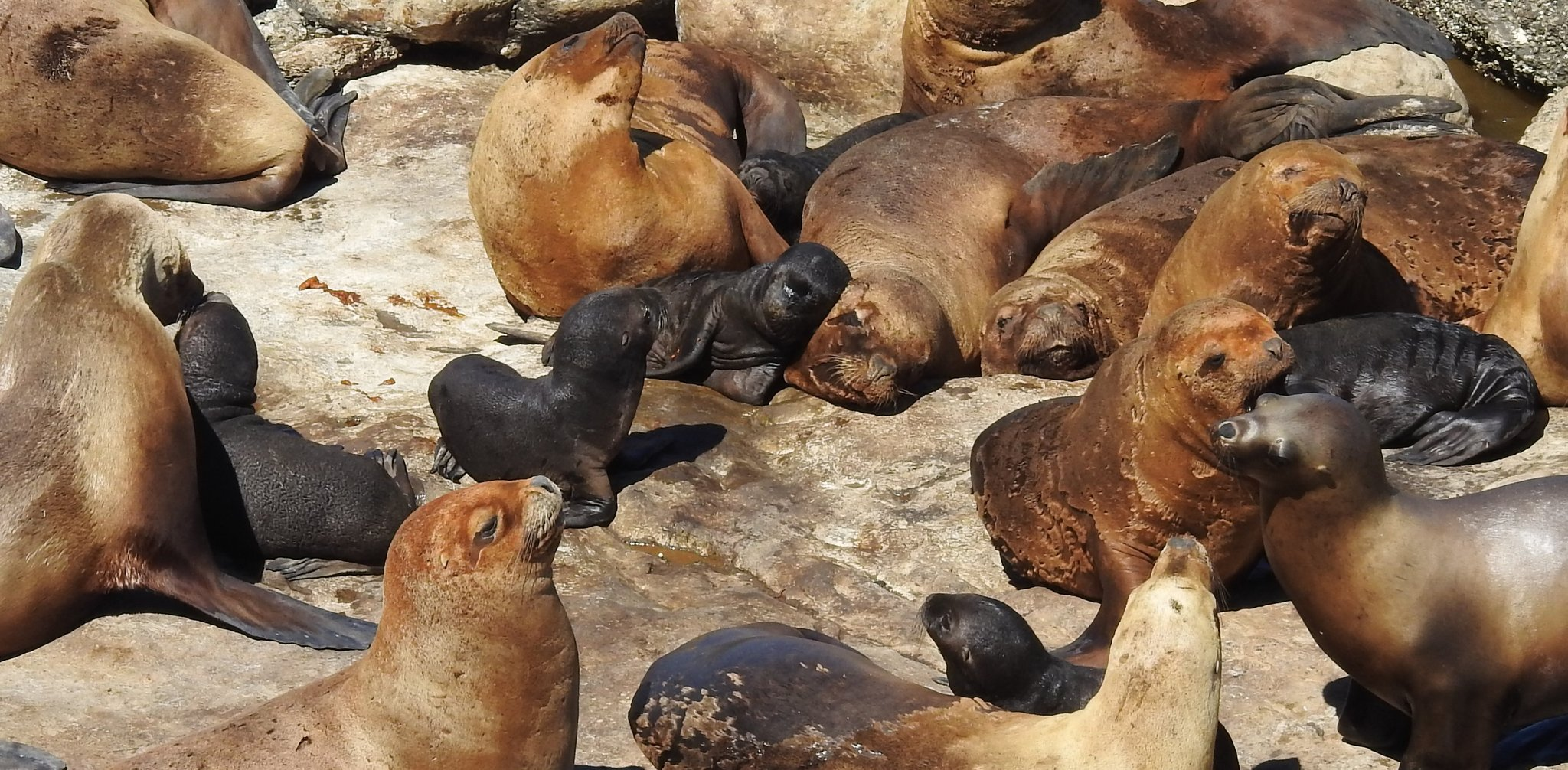 Punta Marqués: nacieron los primeros lobitos marinos del año | El ...