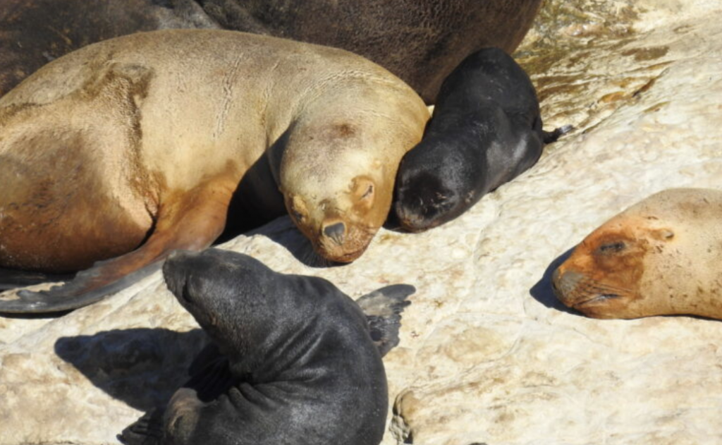 Punta Marqués: nacieron los primeros lobitos marinos del año | El ...