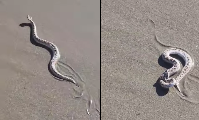 Inesperado hallazgo de una yarará en la playa de Rada Tilly | El ...