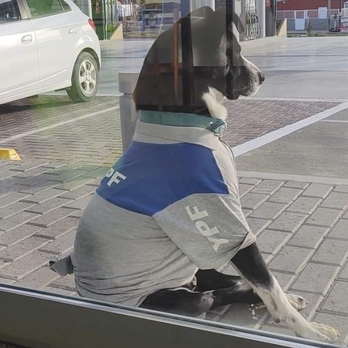 ‘Chueco’, el perro playero de Comodoro | El Comodorense