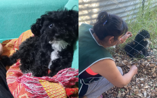 Apareció Milo, el perro que se había perdido tras un accidente en Ruta ...