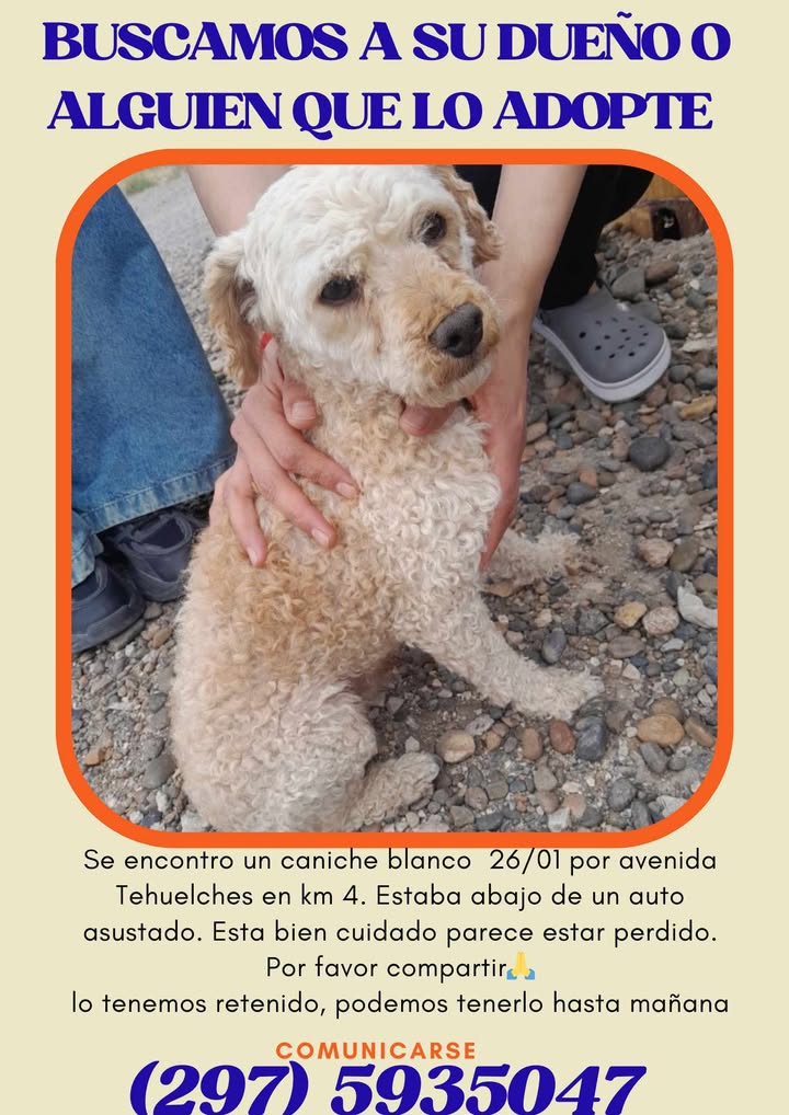 Encontraron a un perrito perdido y buscan a sus dueños o alguien que lo ...