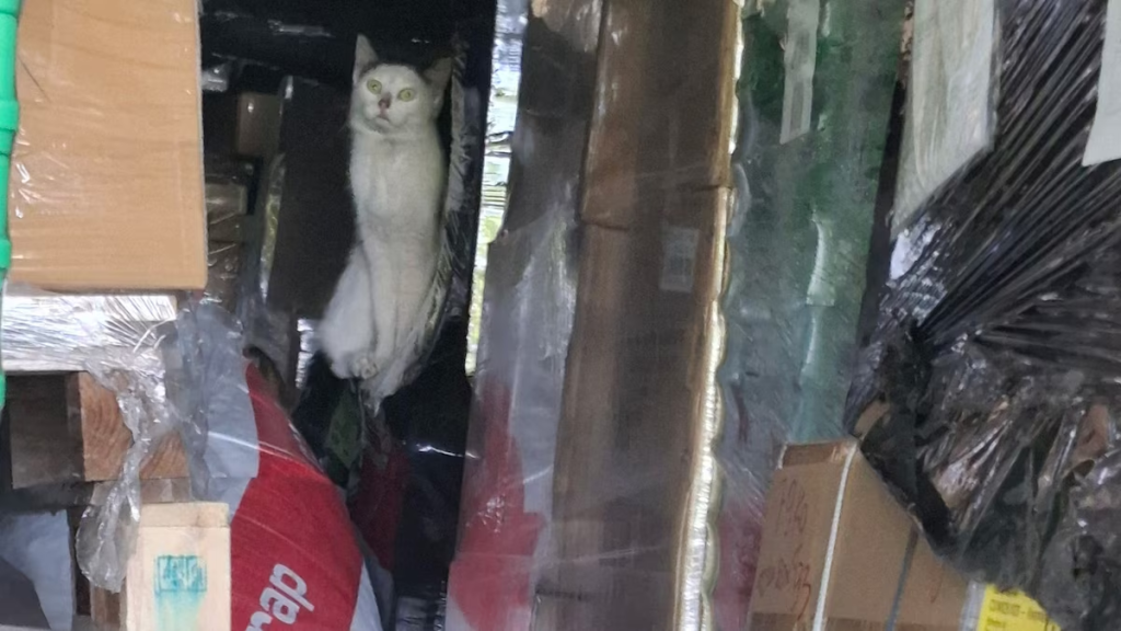Wonder, el gato que desafió lo imposible y sobrevivió un mes atrapado ...