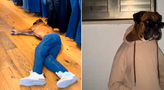 Un perro vestido con jeans y buzo conquista TikTok: el video ya supera ...