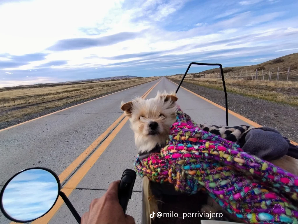 Milo, el perro que recorre Sudamérica en bicicleta junto a su dueño ...