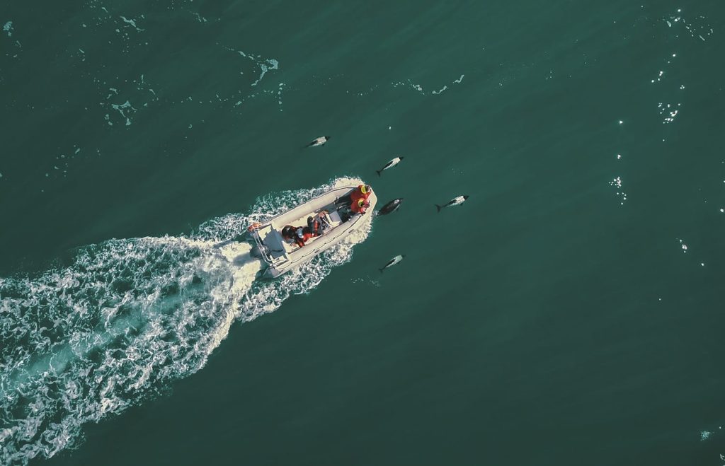 La tonina overa, uno de los delfines más pequeños del mundo, habita el ...